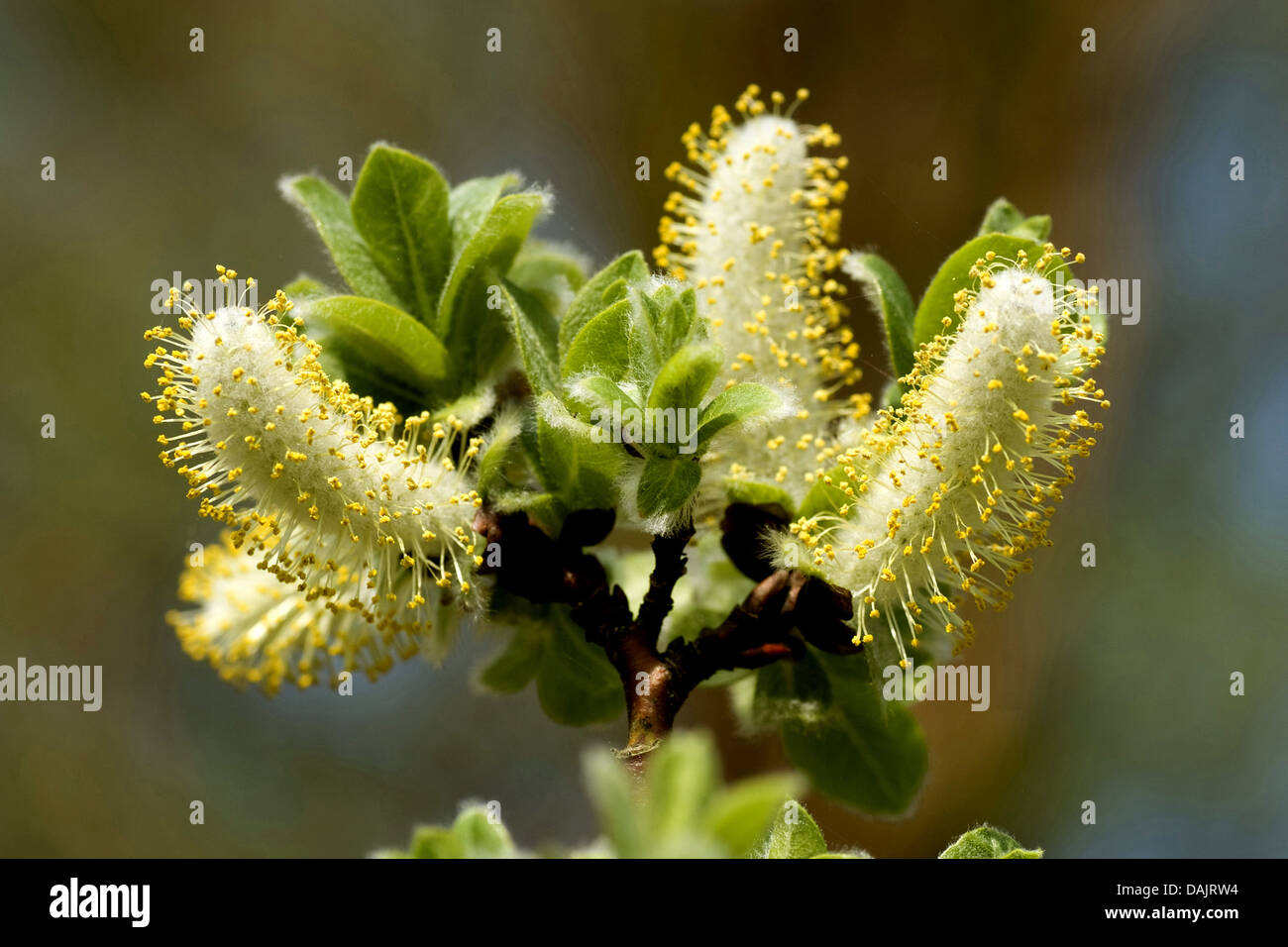 halberd willow (Salix hastata), branch with male catkins, Germany Stock ...