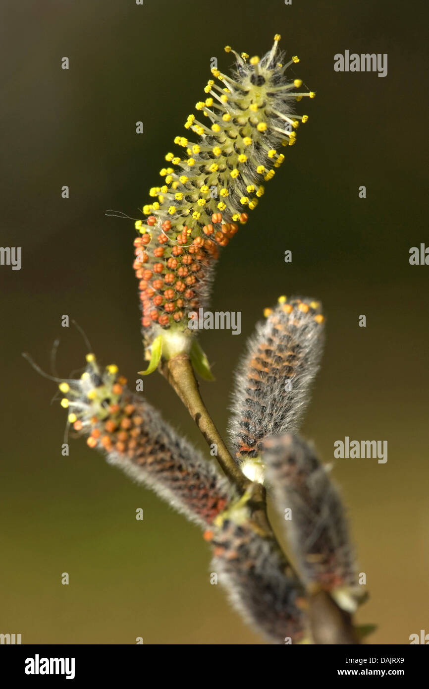 purple osier, purple willow, basket willow (Salix purpurea), branch ...