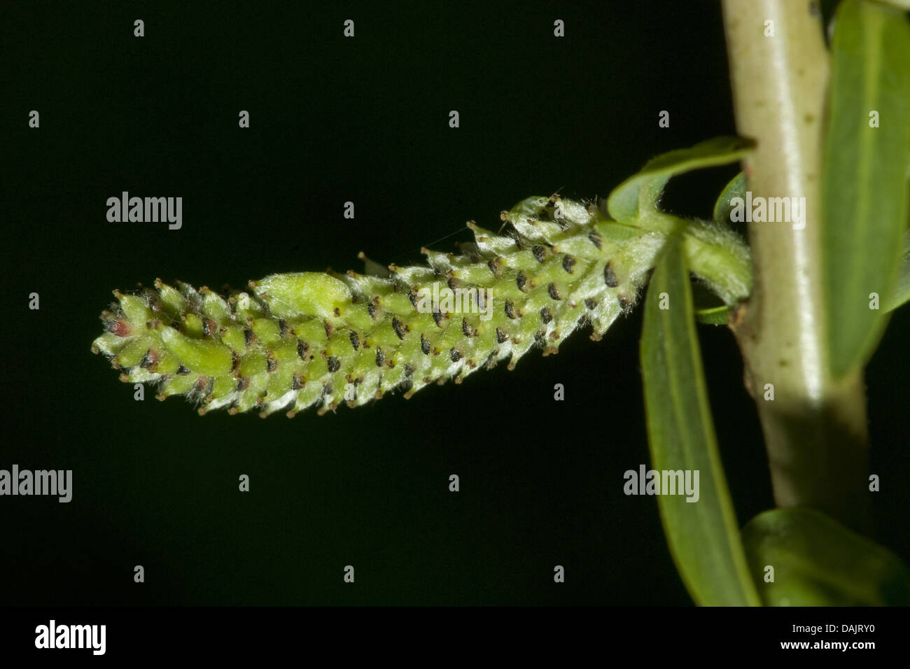 purple osier, purple willow, basket willow (Salix purpurea), branch ...