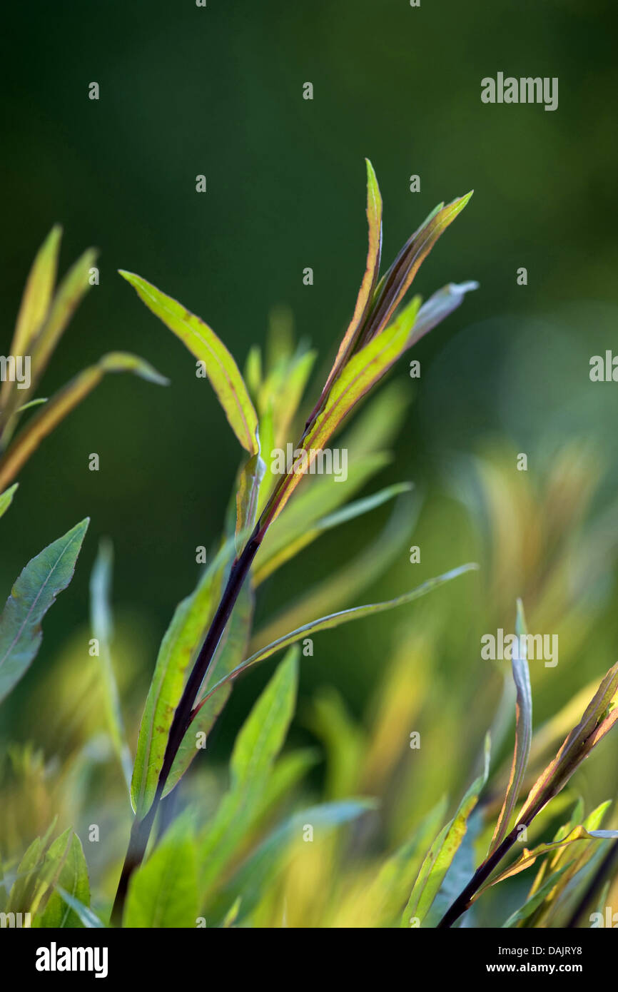 purple osier, purple willow, basket willow (Salix purpurea), branch ...