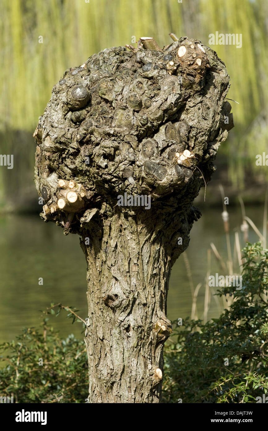common osier (Salix viminalis), just cut pollarded willow, Germany ...