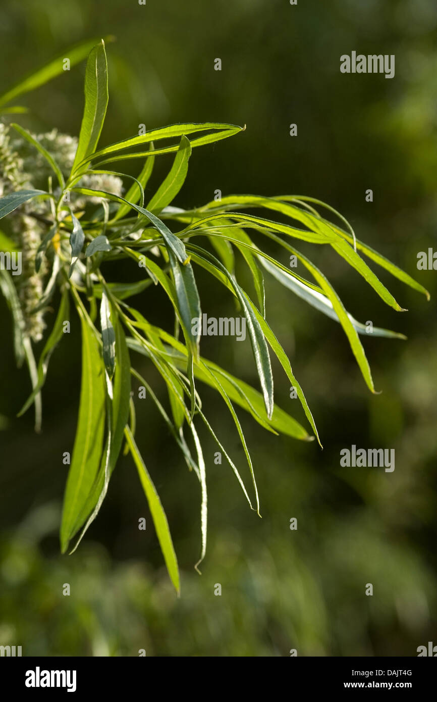 Osier willow tree salix viminalis hi-res stock photography and images ...