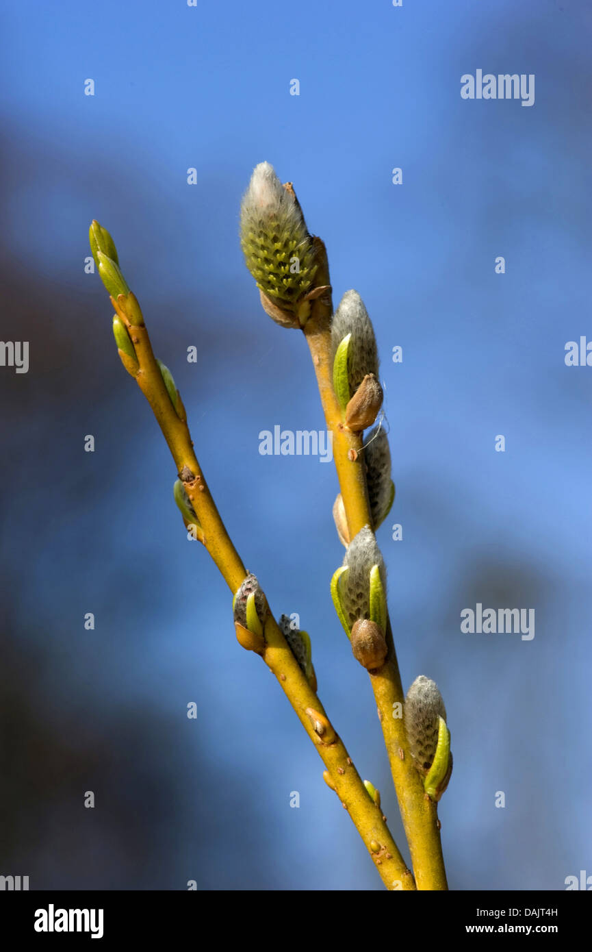 common osier (Salix viminalis), branch with catkins, Germany Stock ...