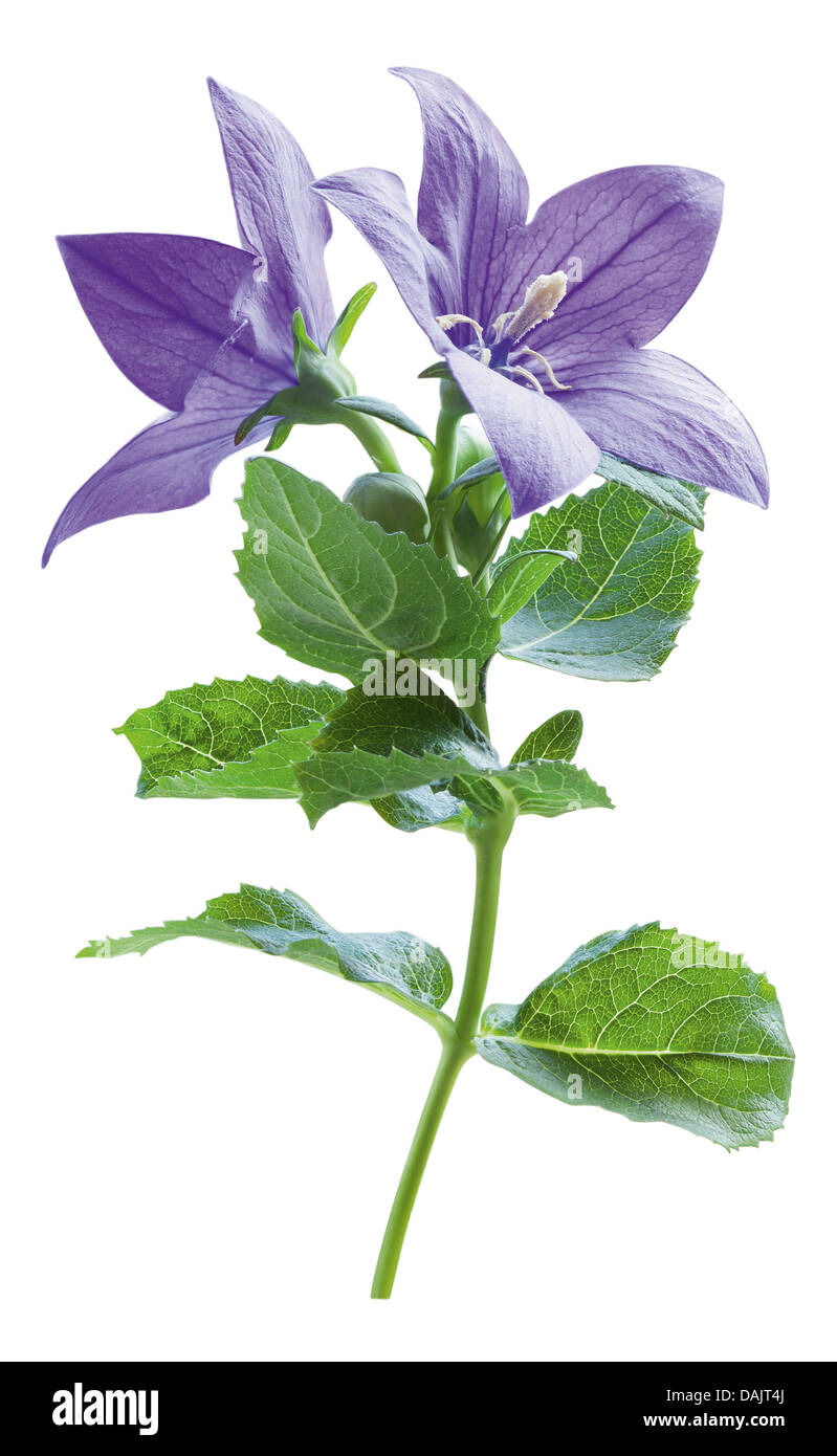 Balloon flower hi-res stock photography and images - Alamy