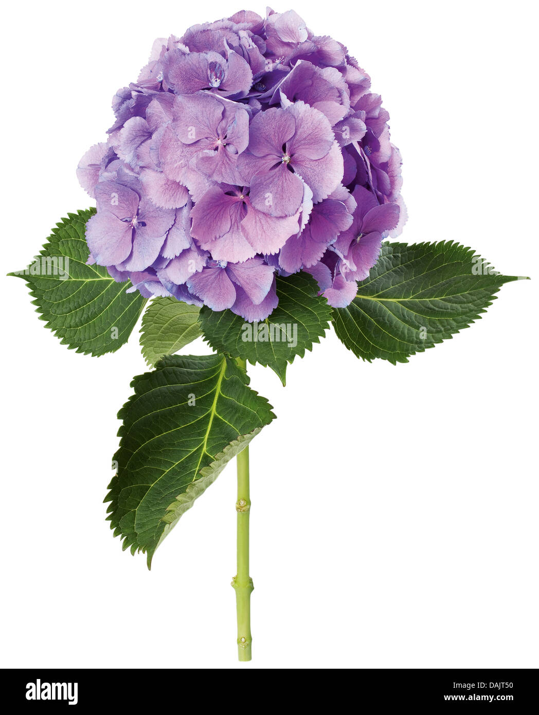 Hydrangea stem hi-res stock photography and images - Alamy
