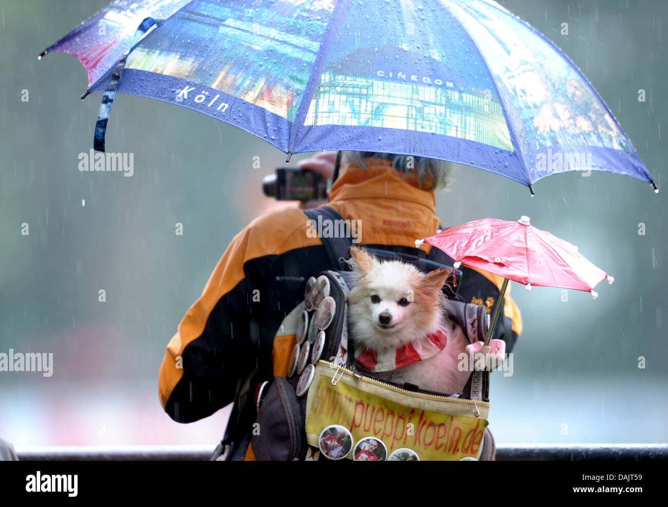 A spitz is guest at the rainy training session of Bundesliga club 1. FC ...