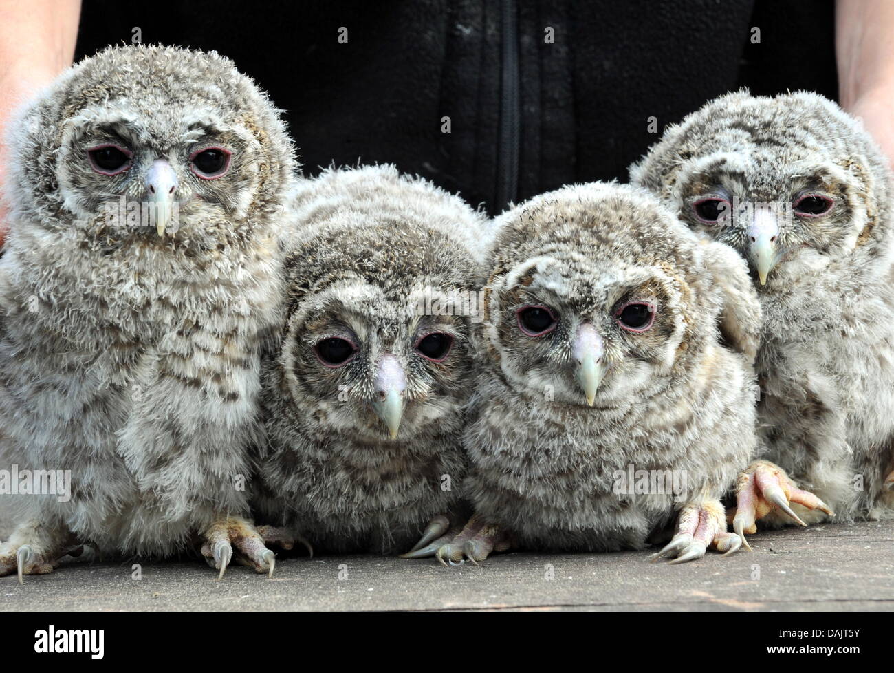 Four brown owl nestlings look curiously into the camera at the Bird ...