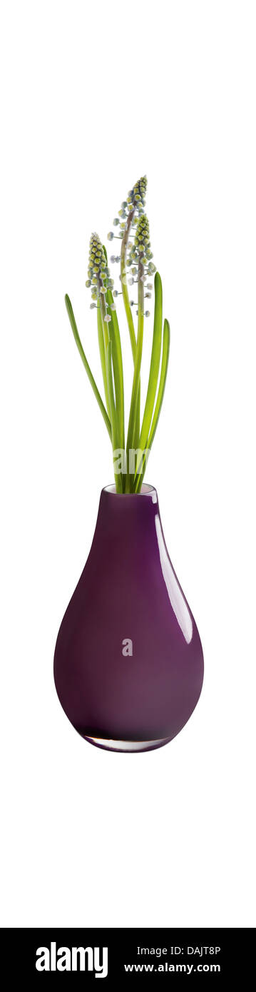 Mini hyacinths hi-res stock photography and images - Alamy