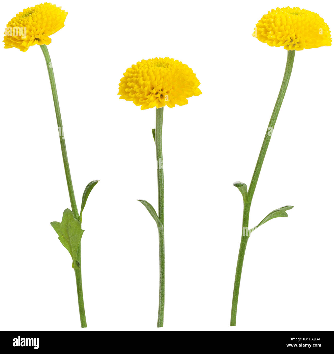 White flowers tansy hi-res stock photography and images - Alamy