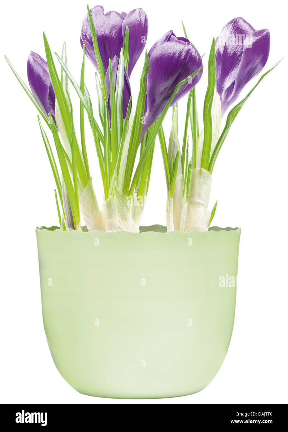 Crocuses in flower pot on white background Stock Photo - Alamy