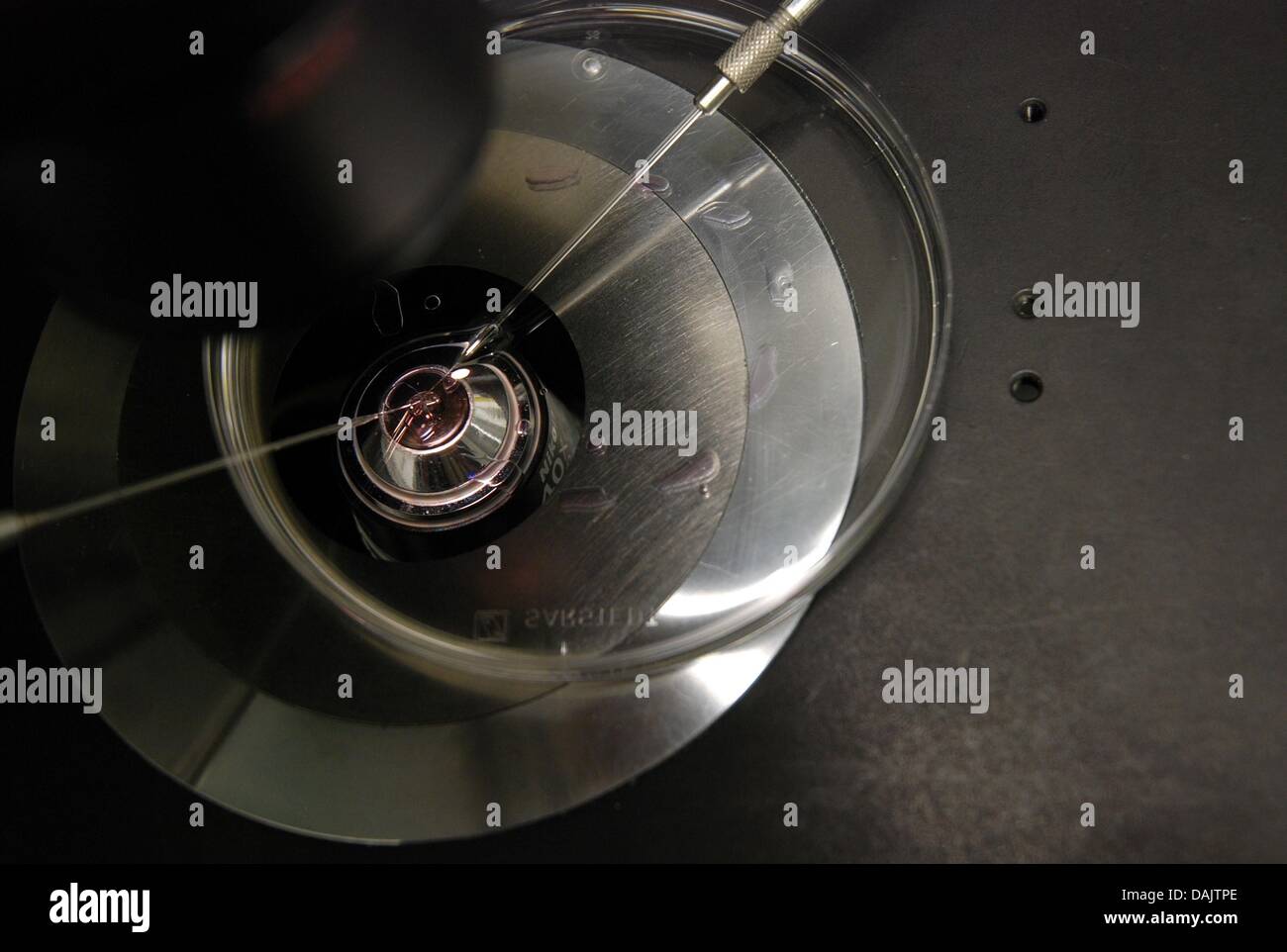 A scientists performs a nuclear transfer at the microscope at the Max ...