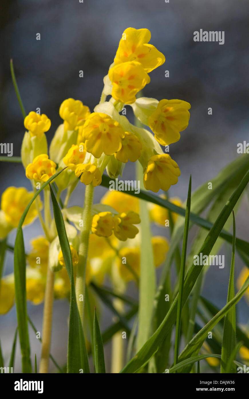 cowslip primrose (Primula veris), blooming in a meadow, Germany, North ...