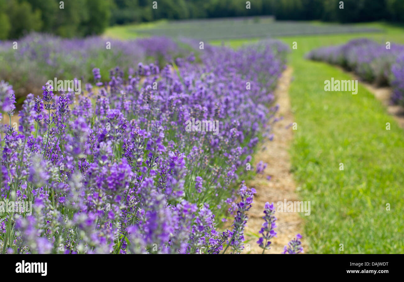 Natural flower field hi-res stock photography and images - Alamy