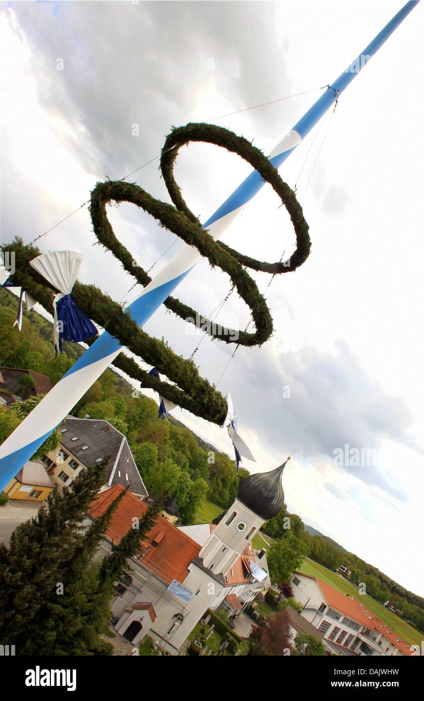 Erecting the maypole is finished in Baierbrunn, Germany, 30 April 2011 ...