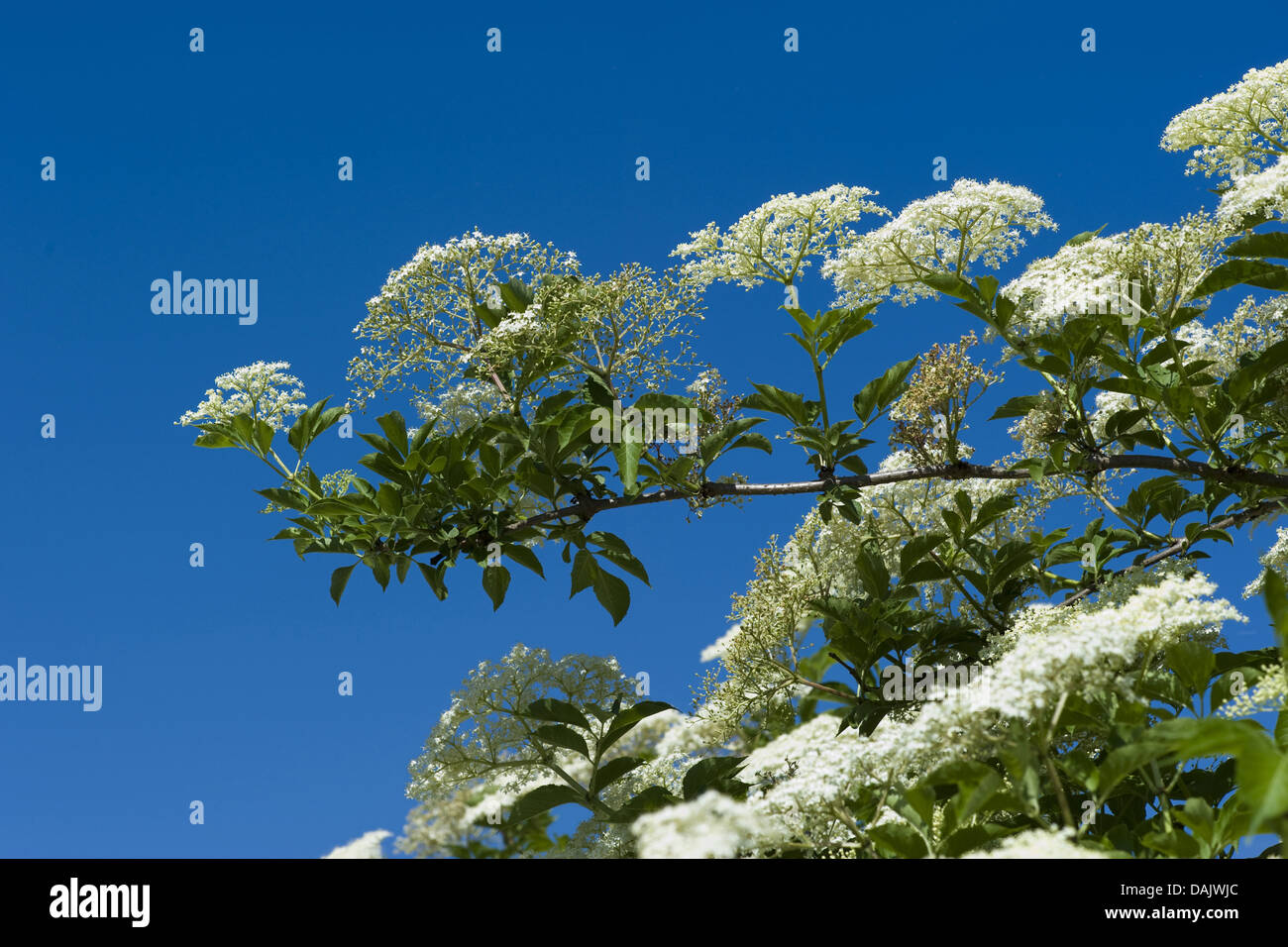 European black elder, Elderberry, Common elder (Sambucus nigra ...