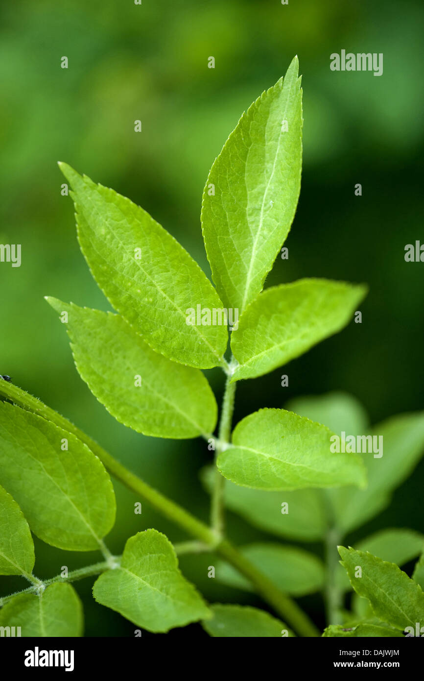 European black elder, Elderberry, Common elder (Sambucus nigra), leaf ...