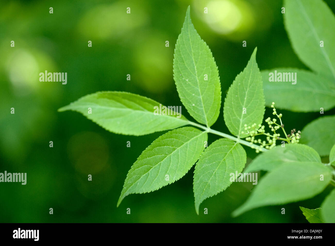 European black elder, Elderberry, Common elder (Sambucus nigra), leaf ...