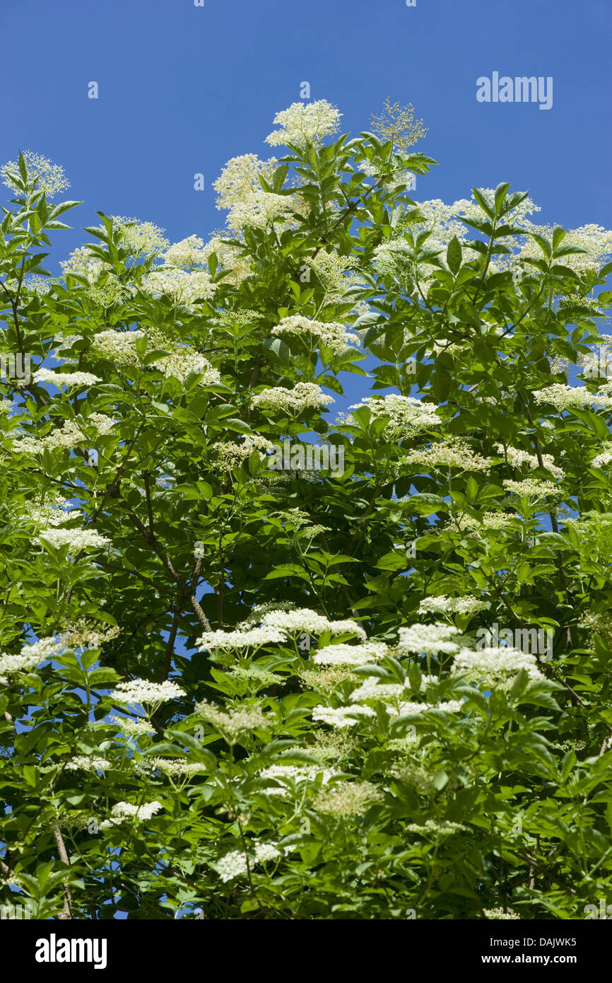 European black elder, Elderberry, Common elder (Sambucus nigra ...