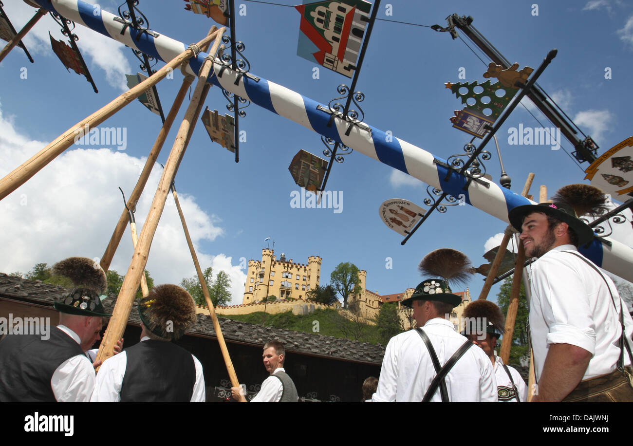 The maypole, 25 meters long, is set up by helpers in Hohenschwangau ...