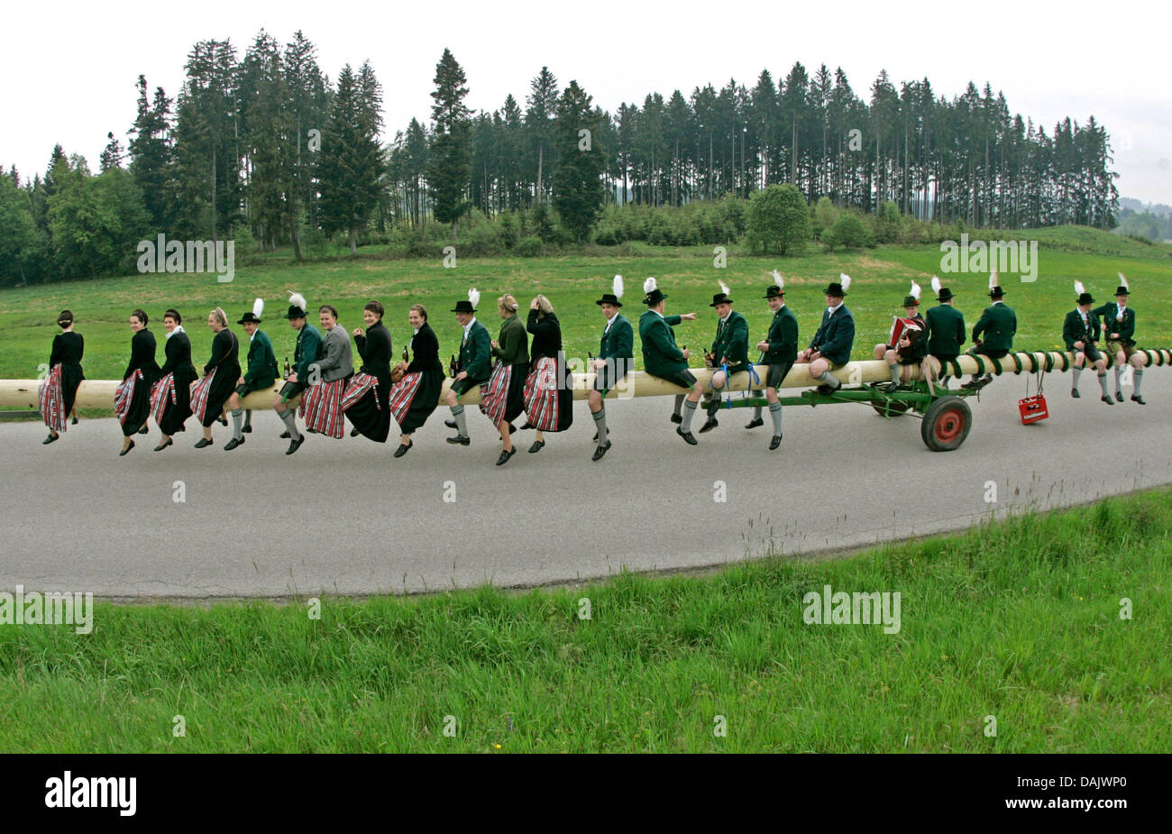 Sitting on the maypole Chiemgau boys and girls take the thieved maypole ...
