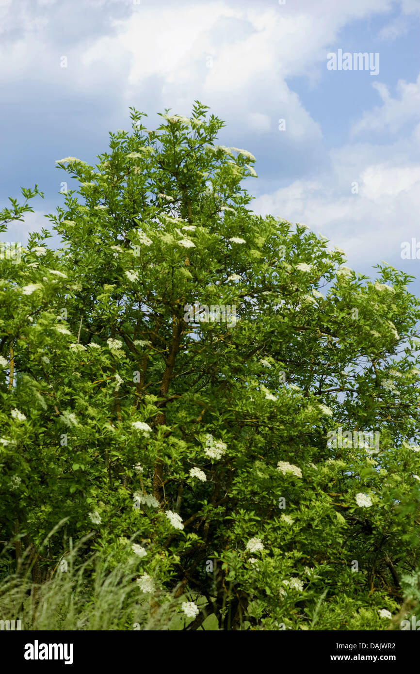 European black elder, Elderberry, Common elder (Sambucus nigra ...
