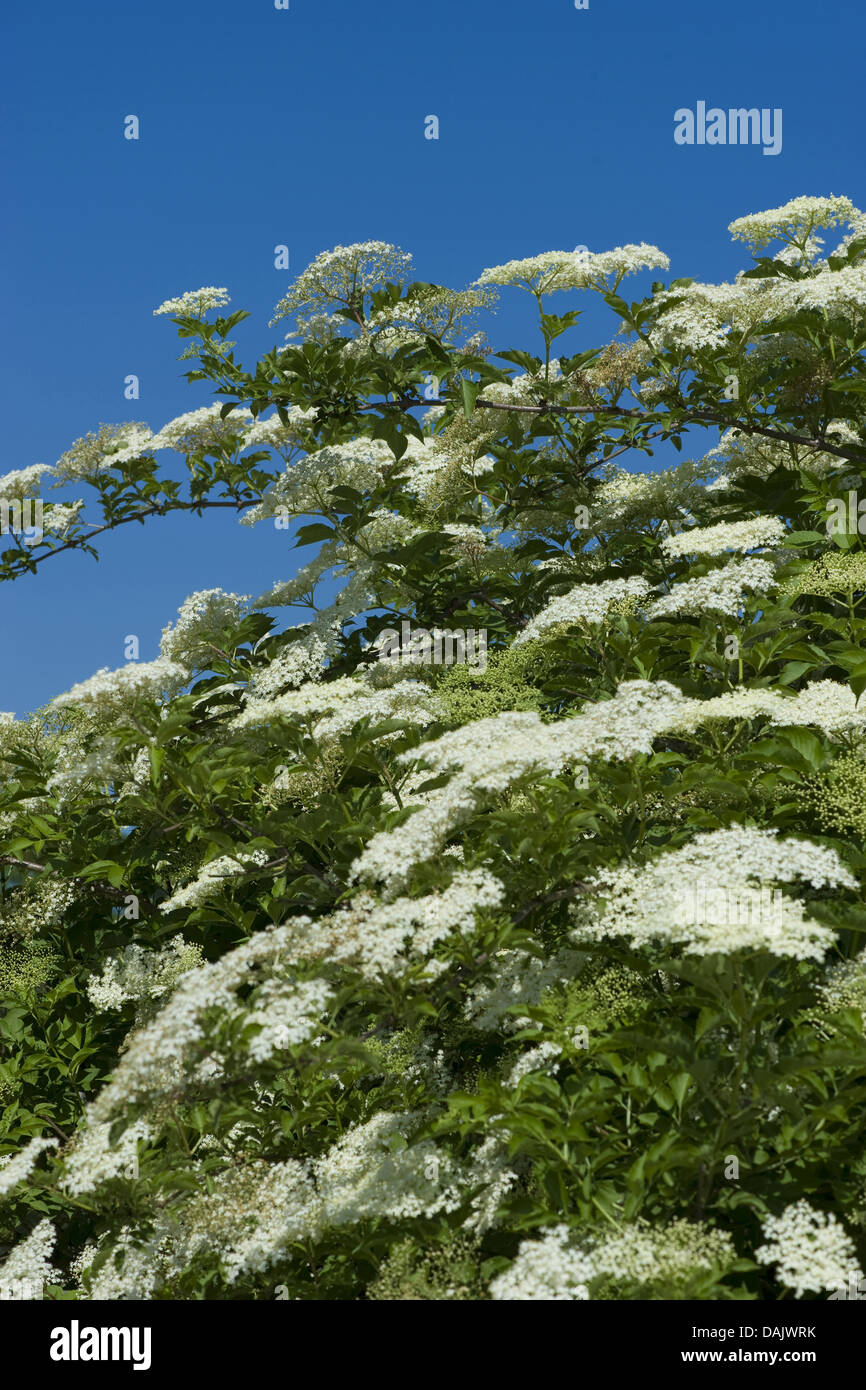 European black elder, Elderberry, Common elder (Sambucus nigra ...