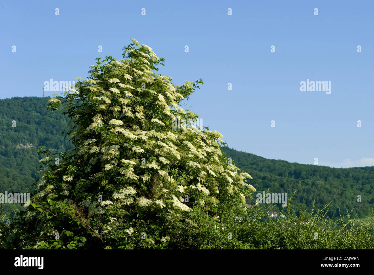 European black elder, Elderberry, Common elder (Sambucus nigra ...