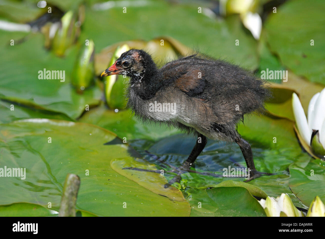Juvenile Common Moorhen Gallinula Chloropus Stock Photos & Juvenile ...