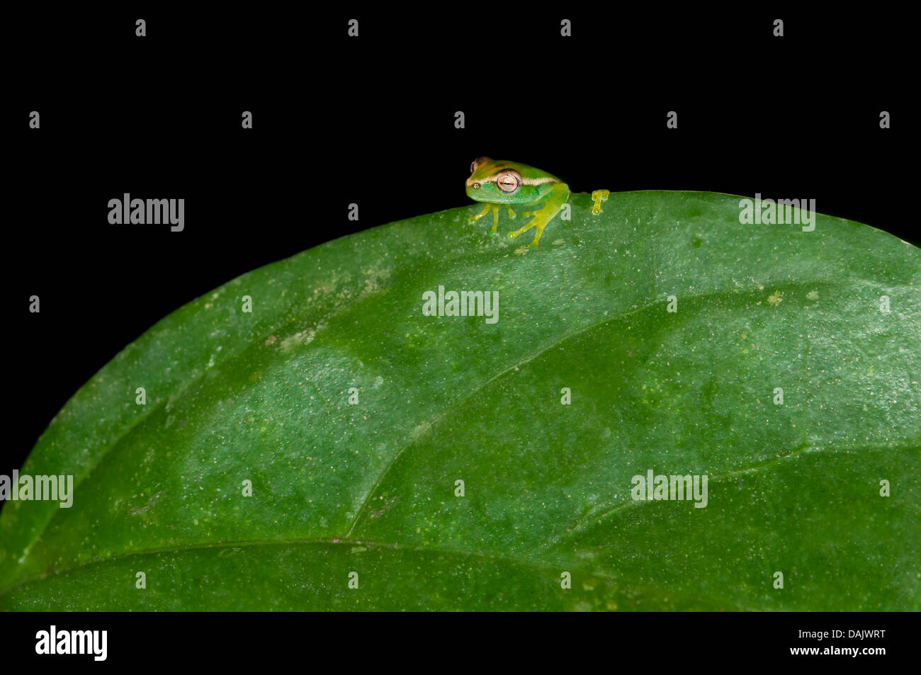 Orinoco lime treefrog hi-res stock photography and images - Alamy