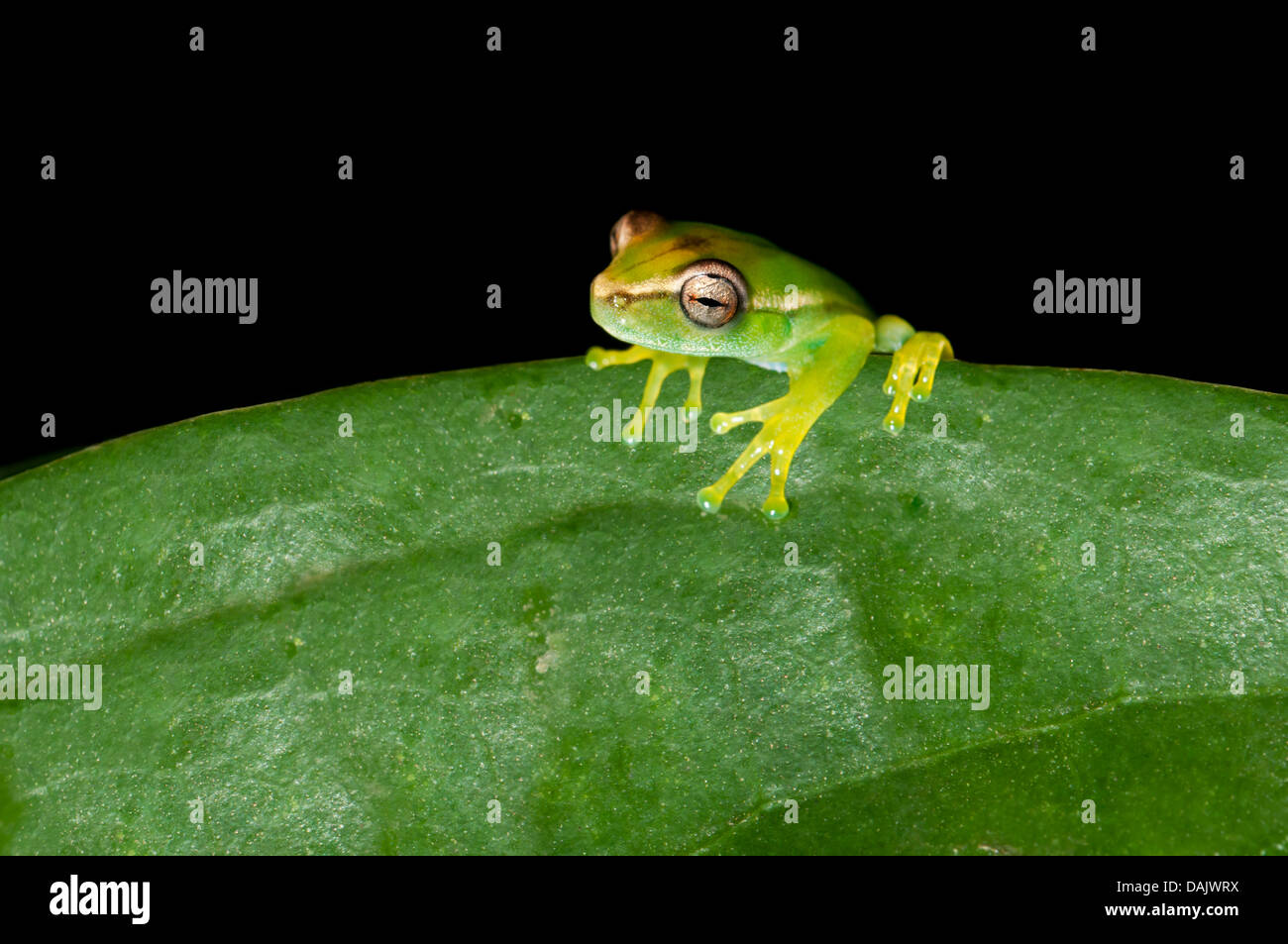 Lime green frog hi-res stock photography and images - Alamy