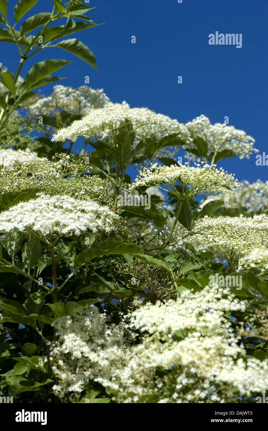 European black elder, Elderberry, Common elder (Sambucus nigra ...