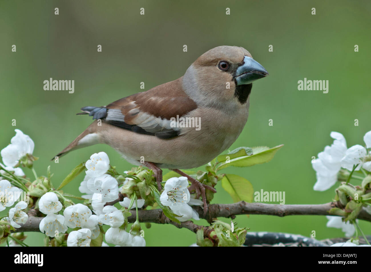 Hawfinch (Coccothraustes coccothraustes), female perched on a flowering ...