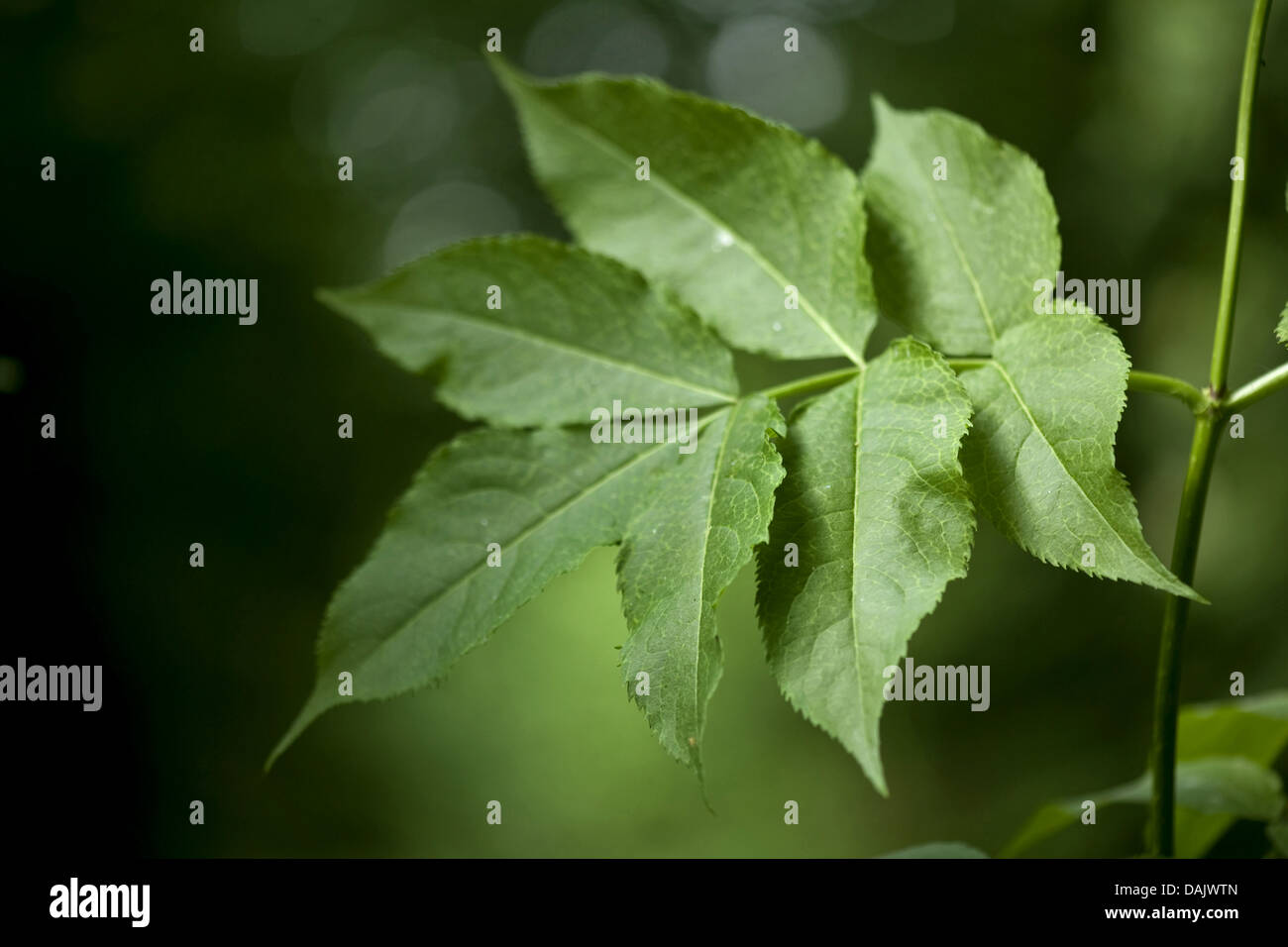European red elder (Sambucus racemosa), leaf, Germany Stock Photo - Alamy