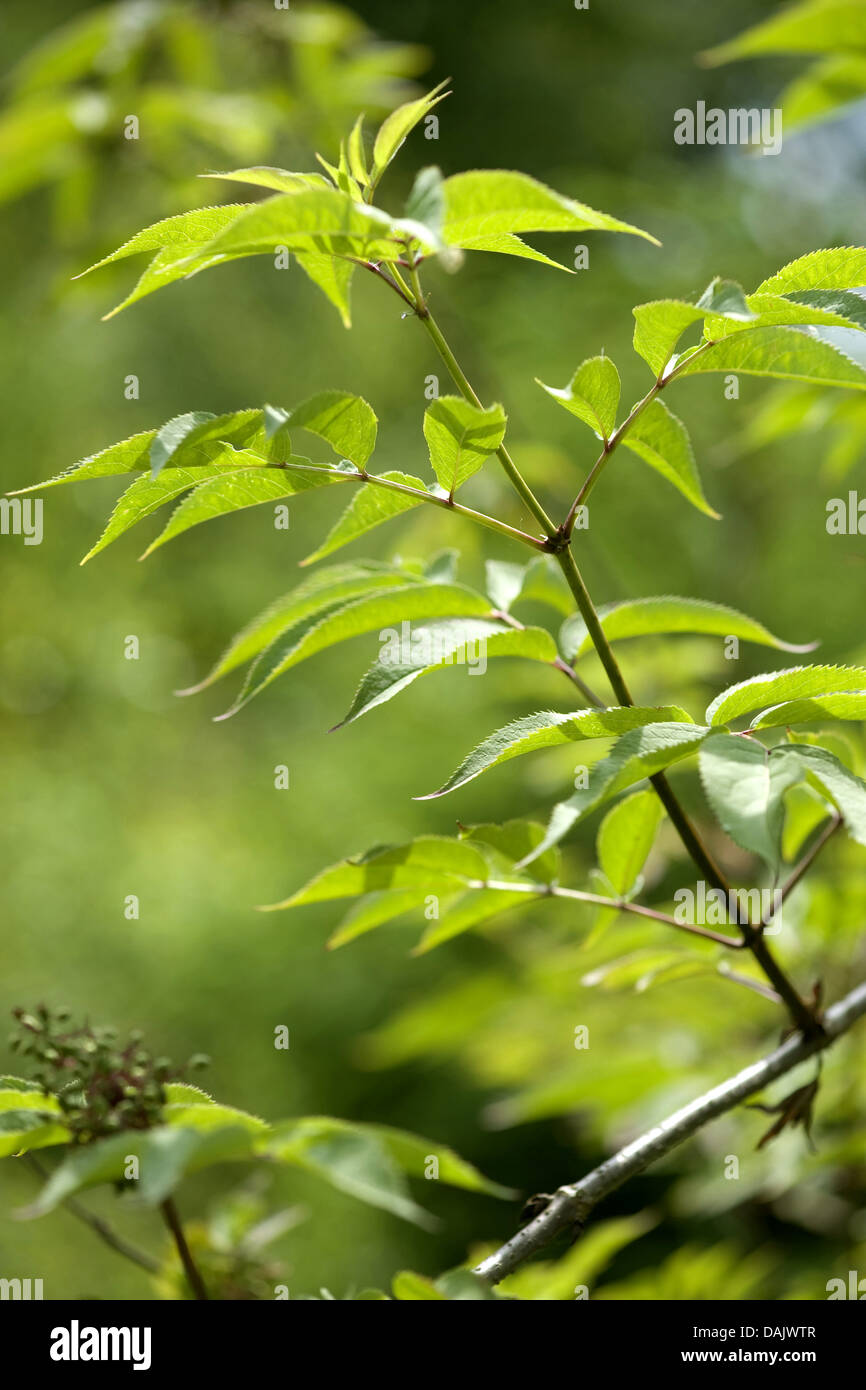 European red elder (Sambucus racemosa), branch in backlight, Germany ...
