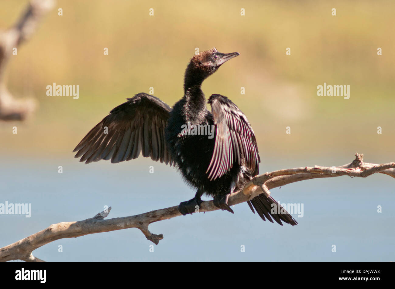 Pygmy Cormorant (Phalacrocorax pygmeus) drying its feathers Stock Photo ...