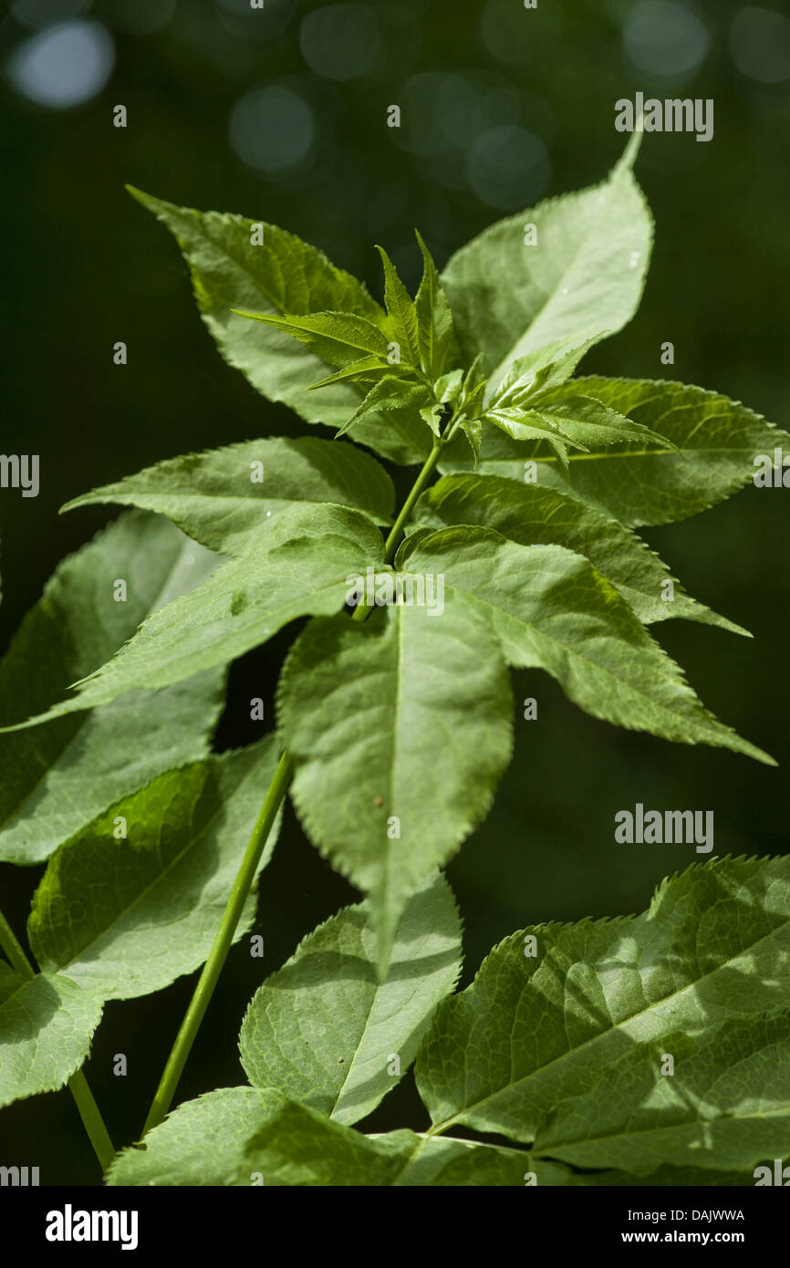 European red elder (Sambucus racemosa), branch, Germany Stock Photo - Alamy