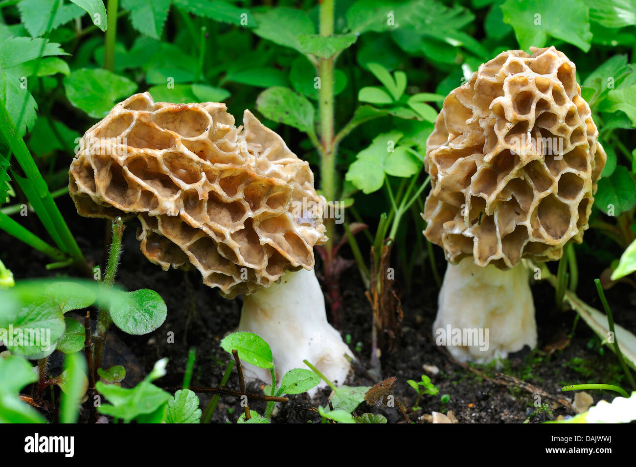 Two Black Morels (Morchella elata Stock Photo - Alamy