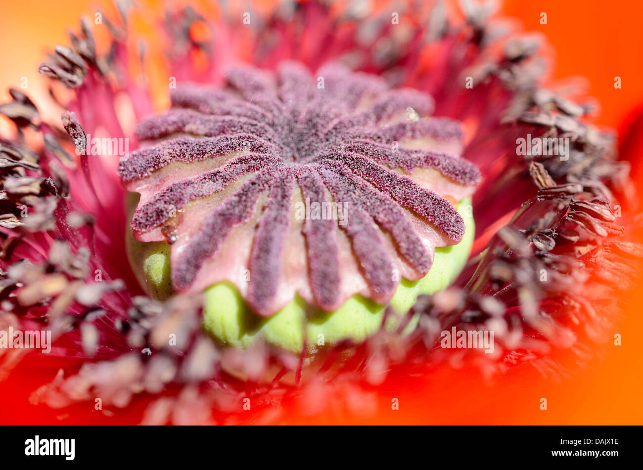 Parts of a poppy hi-res stock photography and images - Alamy
