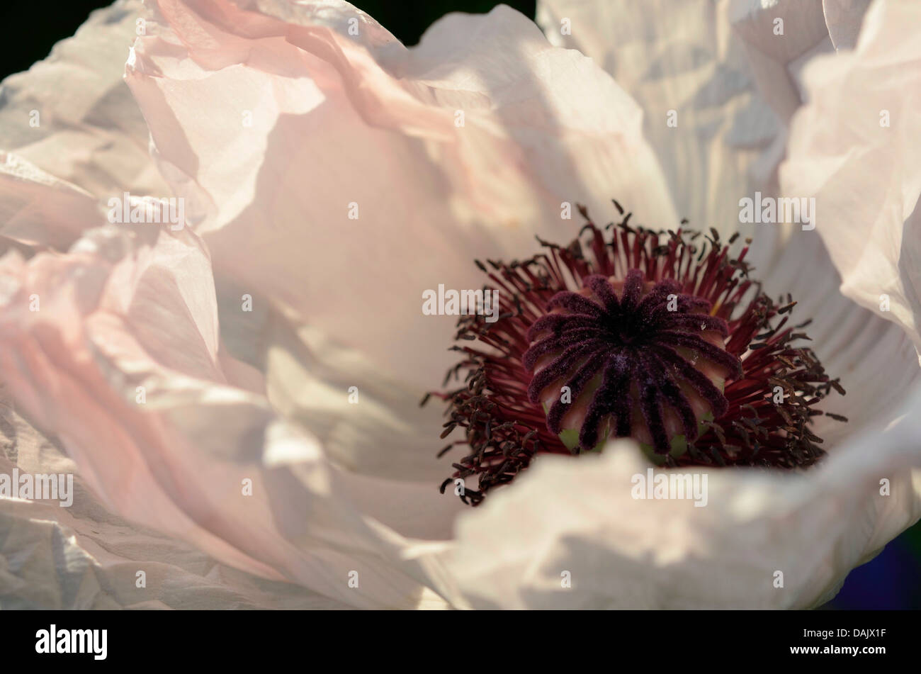 Parts of a poppy hi-res stock photography and images - Alamy