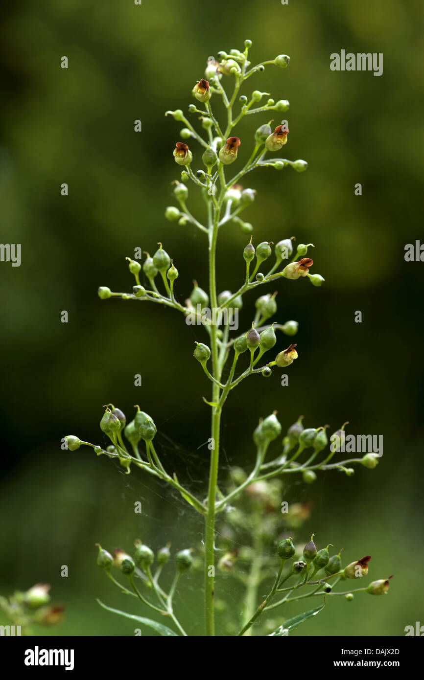 common figwort, knotted figwort (Scrophularia nodosa), inflorescence ...