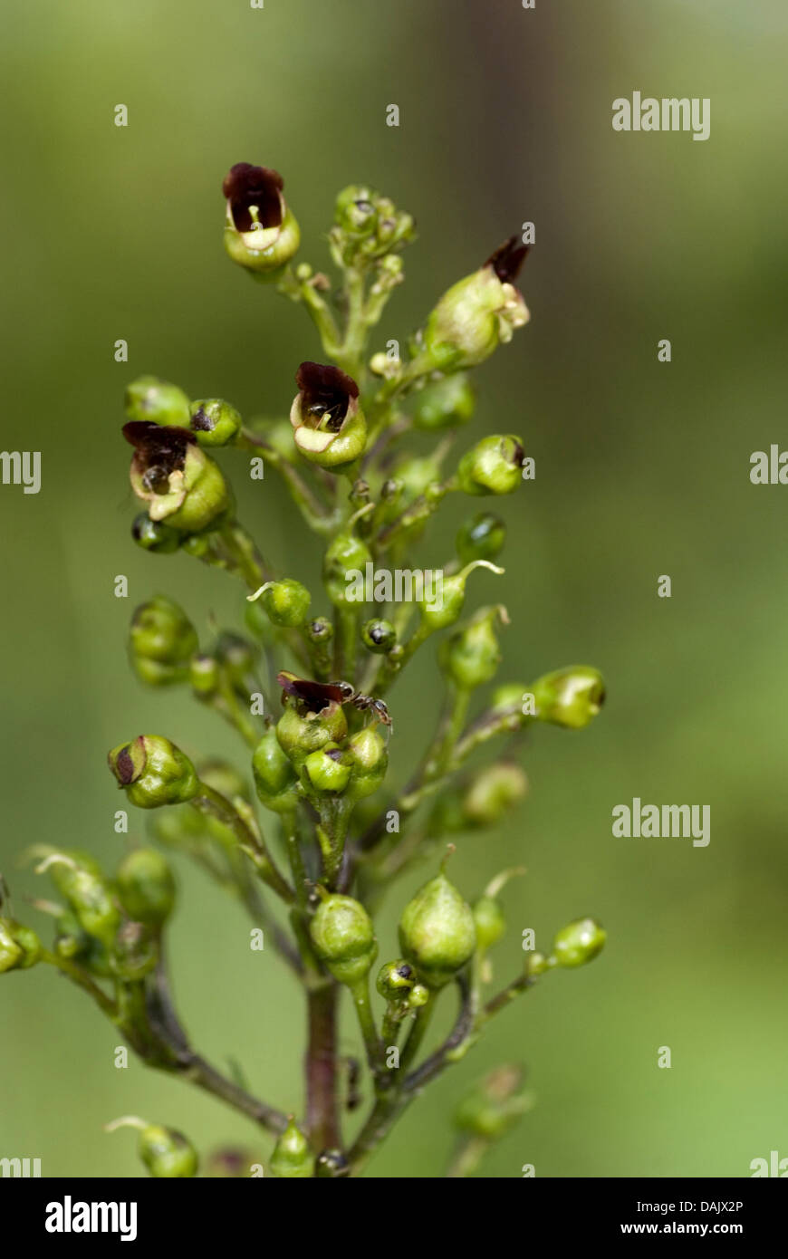 common figwort, knotted figwort (Scrophularia nodosa), inflorescence ...