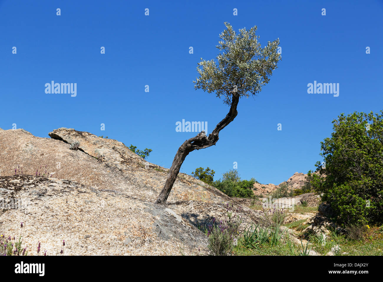 Olive Tree (Olea europaea) growing in rock Stock Photo - Alamy