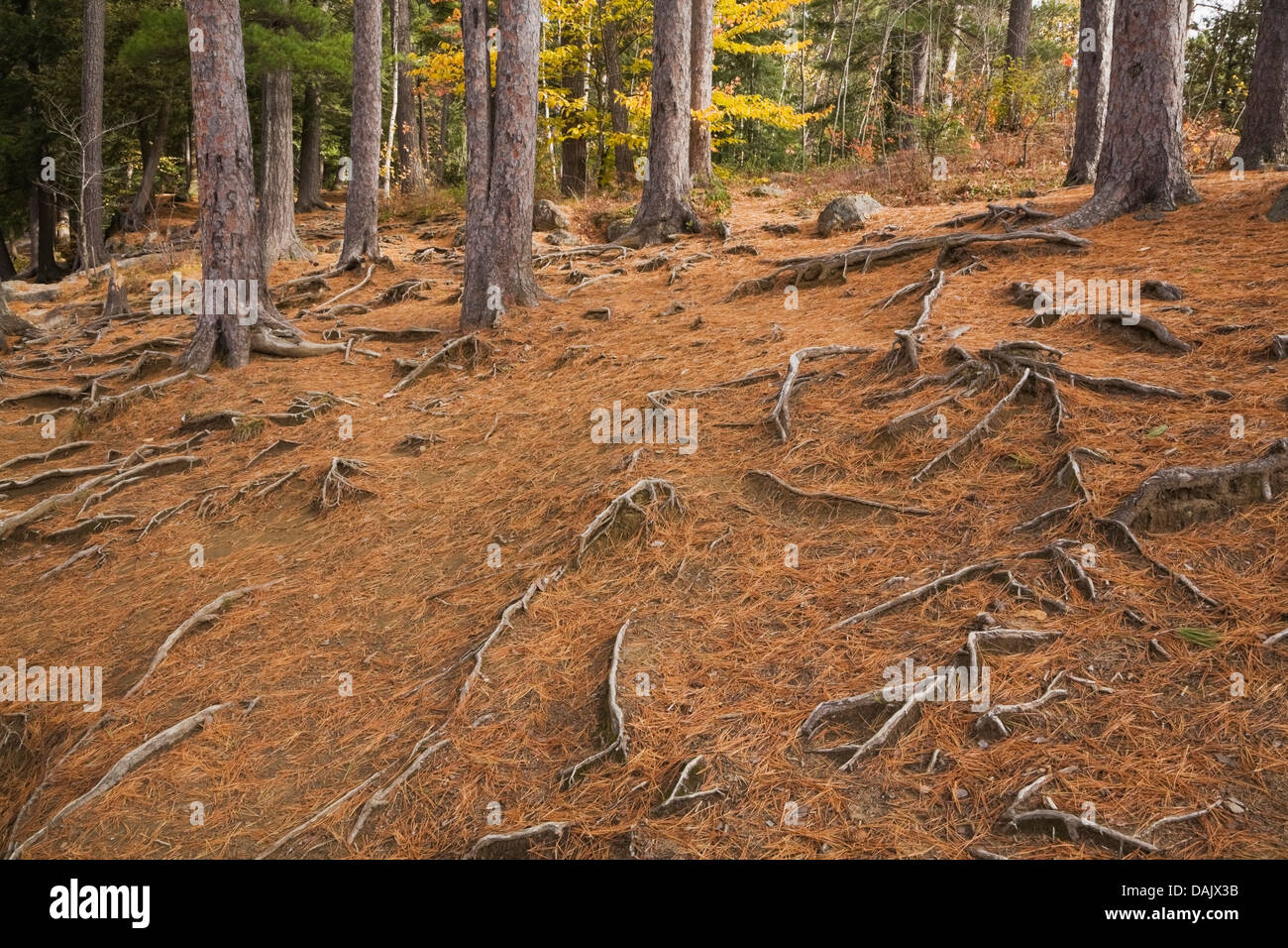 Fallen pine needles (Pinus) and exposed roots in a forest in autumn ...