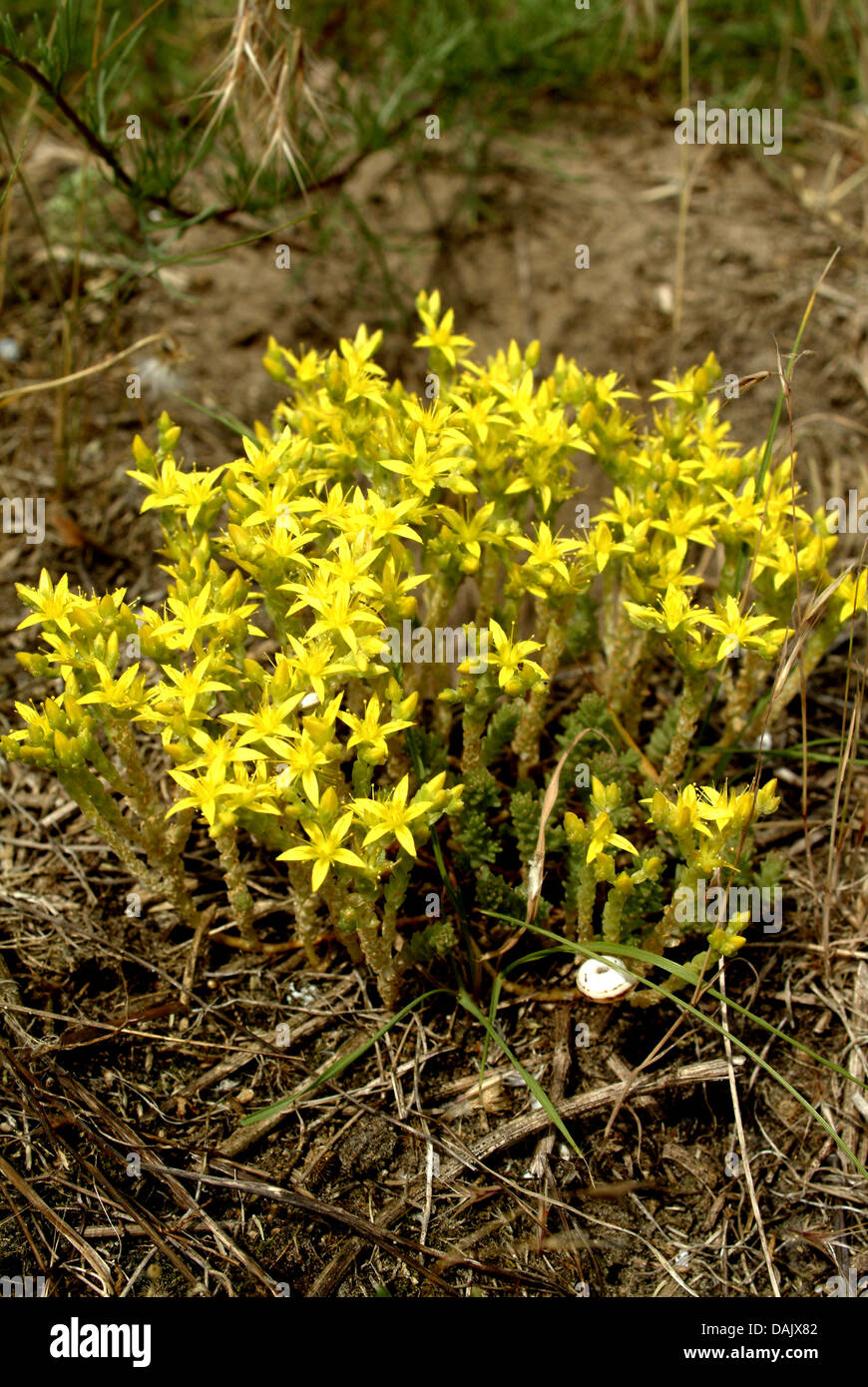 common stonecrop, biting stonecrop, mossy stonecrop, wall-pepper, gold ...