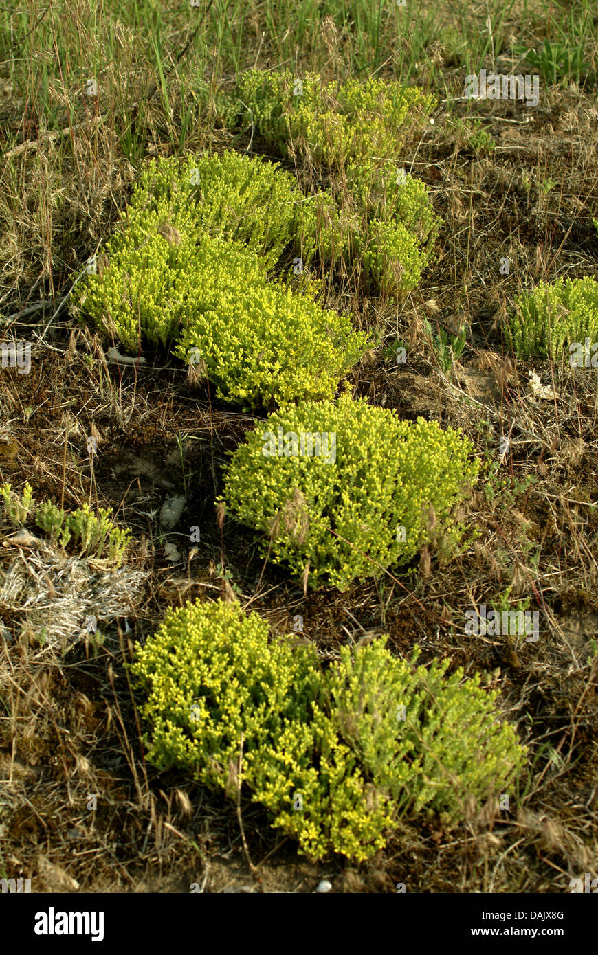 common stonecrop, biting stonecrop, mossy stonecrop, wall-pepper, gold ...