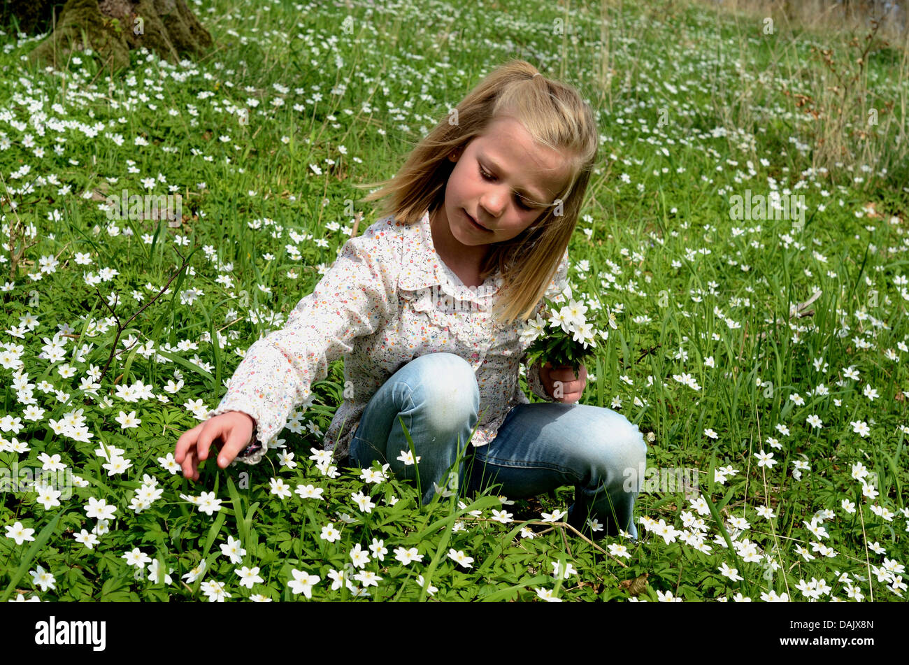 Girl, 7 years, picking Wood Anemones (Anemone nemorosa Stock Photo - Alamy