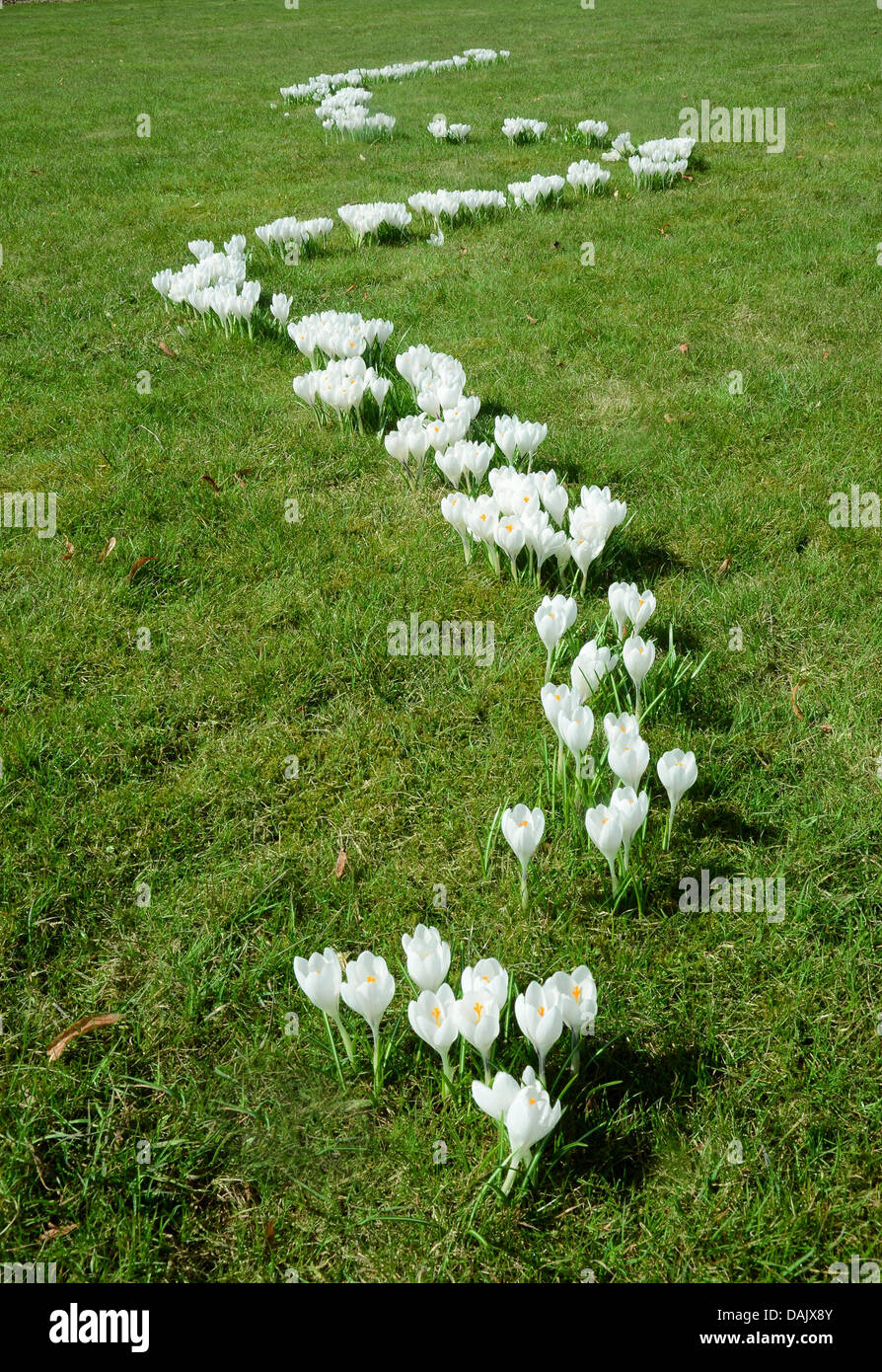 Crocus lawn hi-res stock photography and images - Alamy