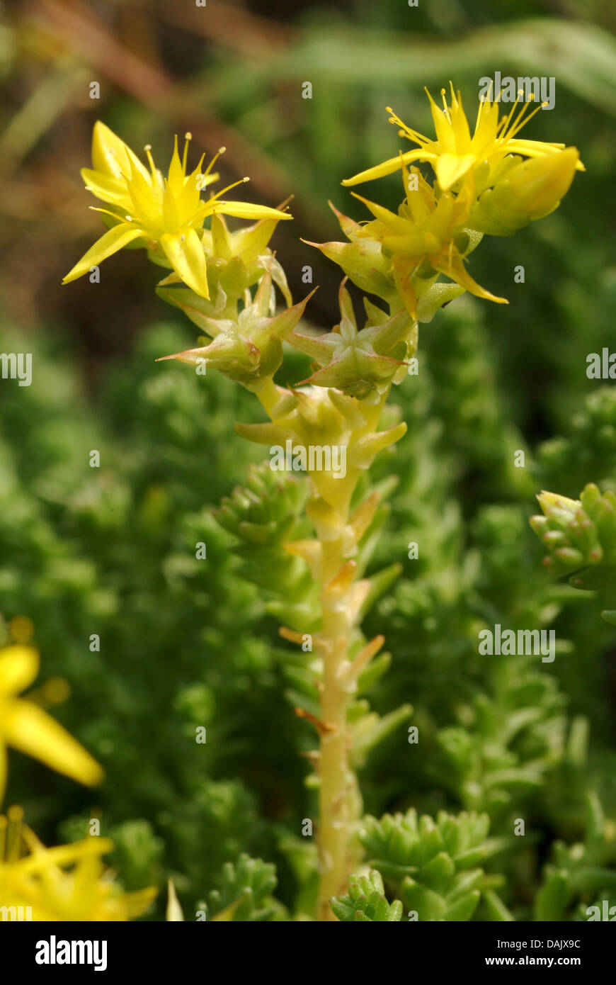 Common stonecrop sedum acre hi-res stock photography and images - Alamy