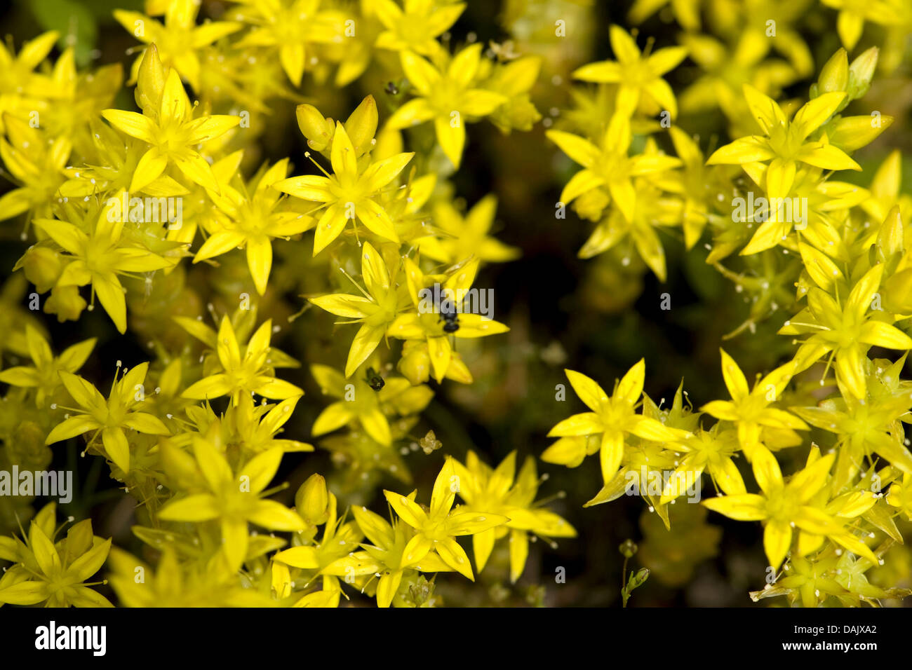 common stonecrop, biting stonecrop, mossy stonecrop, wall-pepper, gold ...