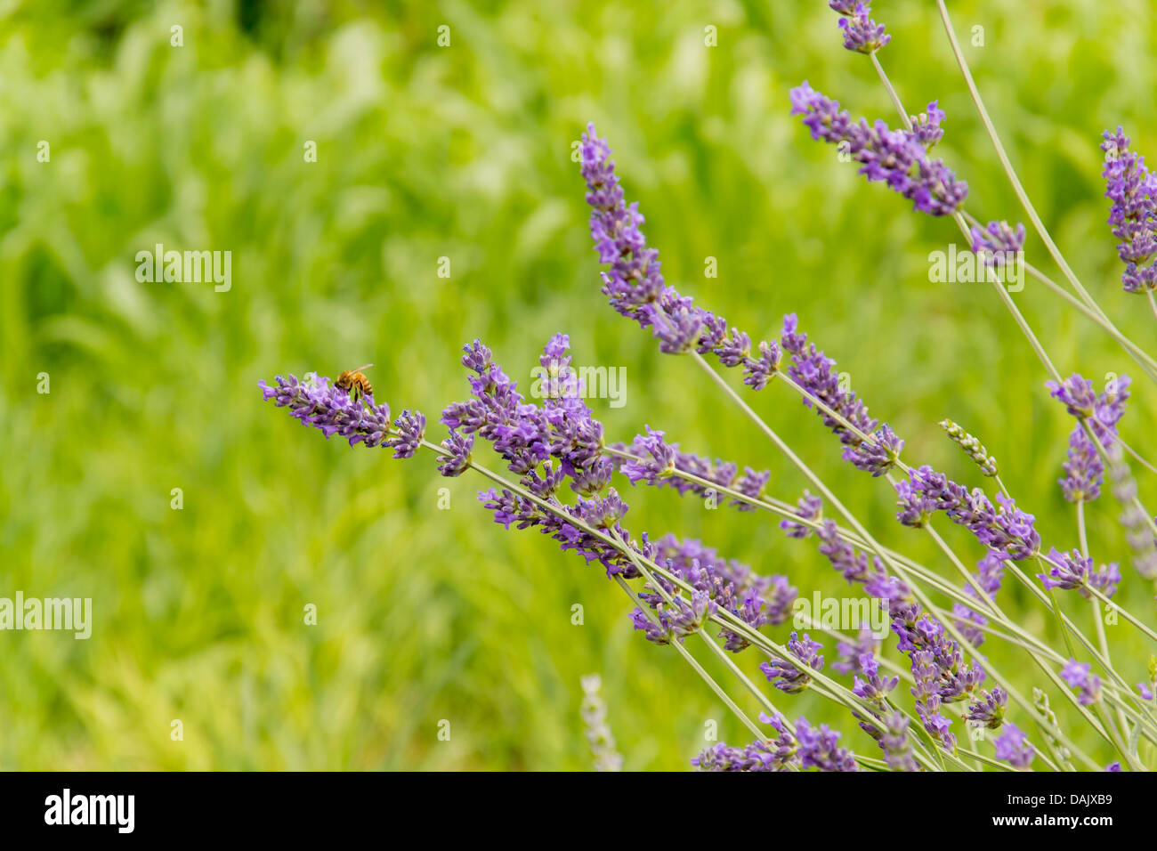 Lavander flowers lavandula angustifolia hi-res stock photography and ...
